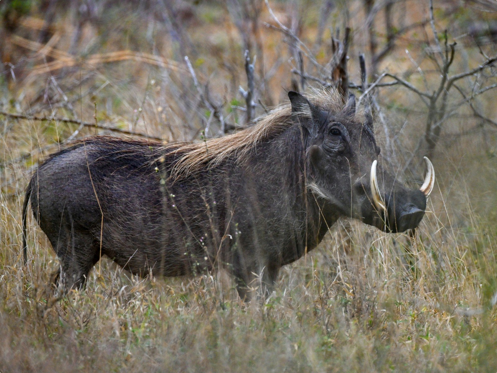 Hunting Warthog